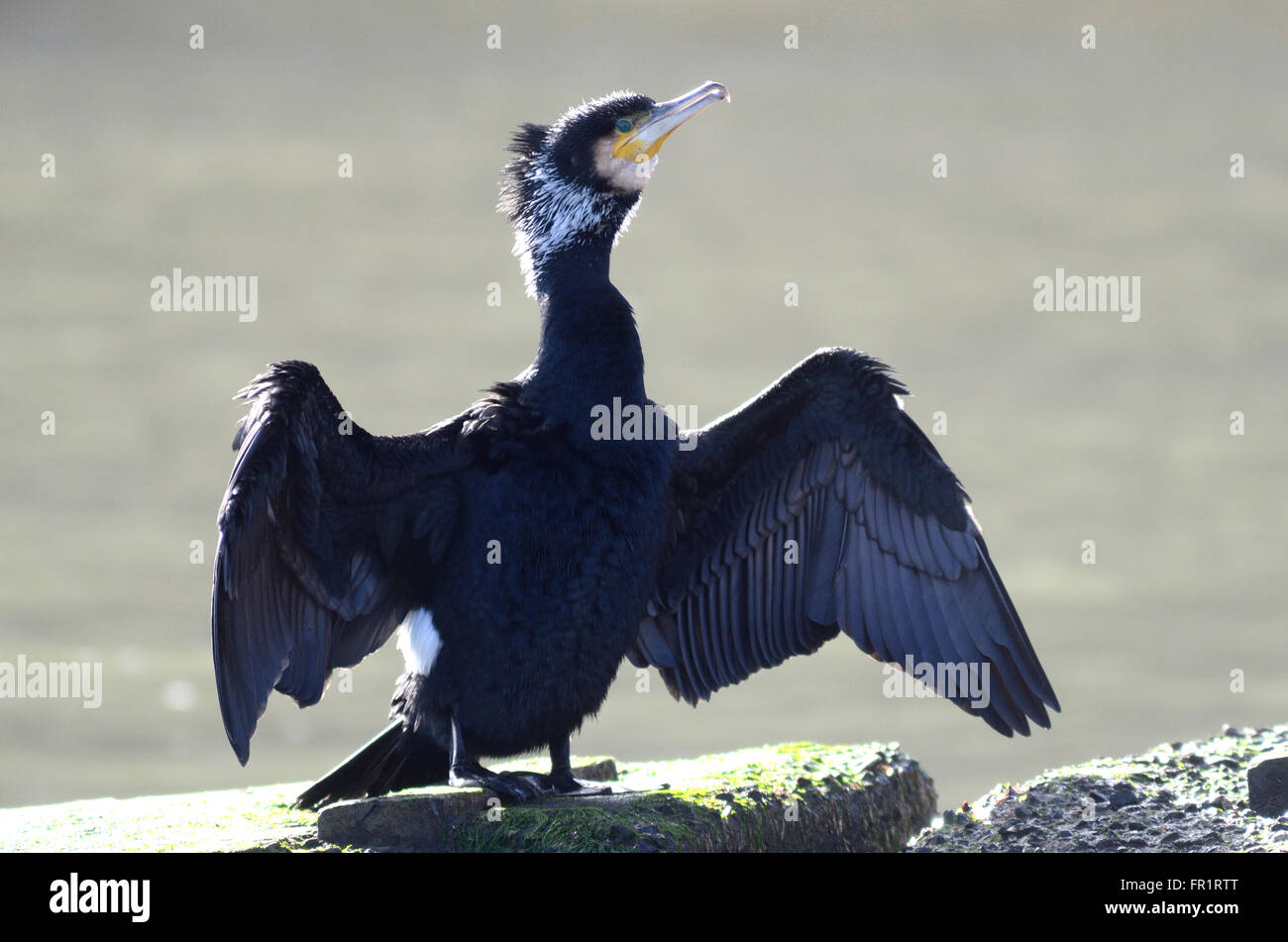 Wing drying hi-res stock photography and images - Alamy
