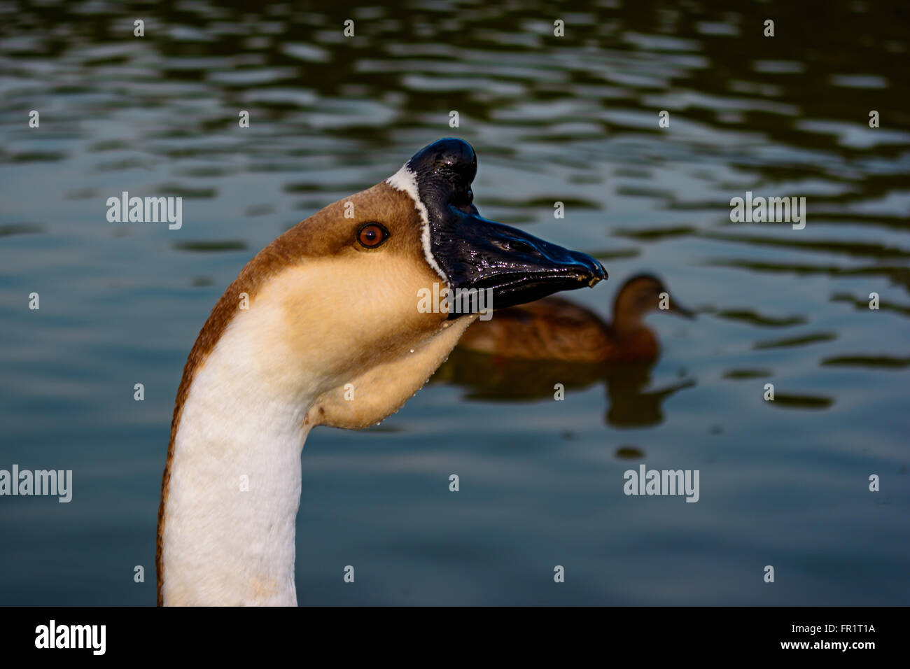 Chinese Swan Goose at edge of pond. Profile of Head Neck with dark blue ...