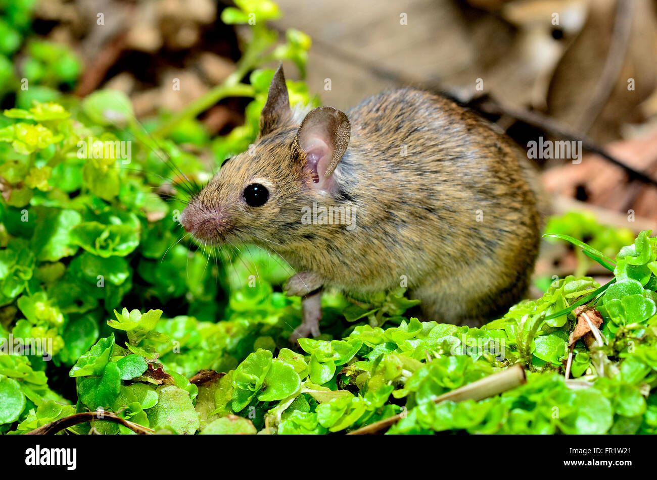 House mouse hi-res stock photography and images - Alamy