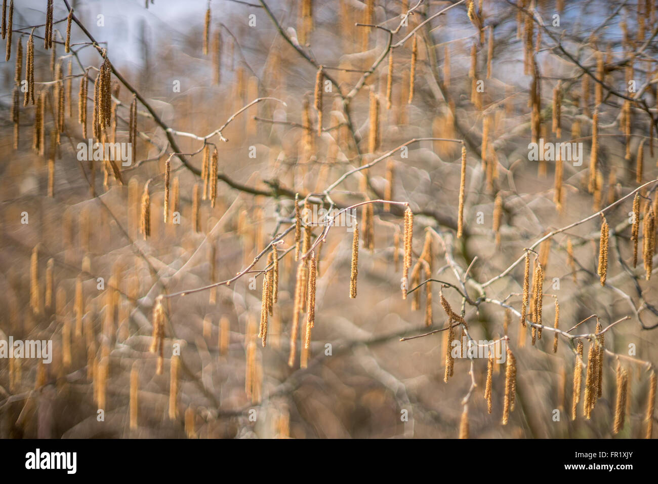 Hazel tree hi-res stock photography and images - Alamy