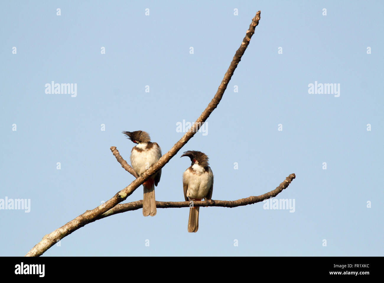 Faceless portrait hi-res stock photography and images - Alamy