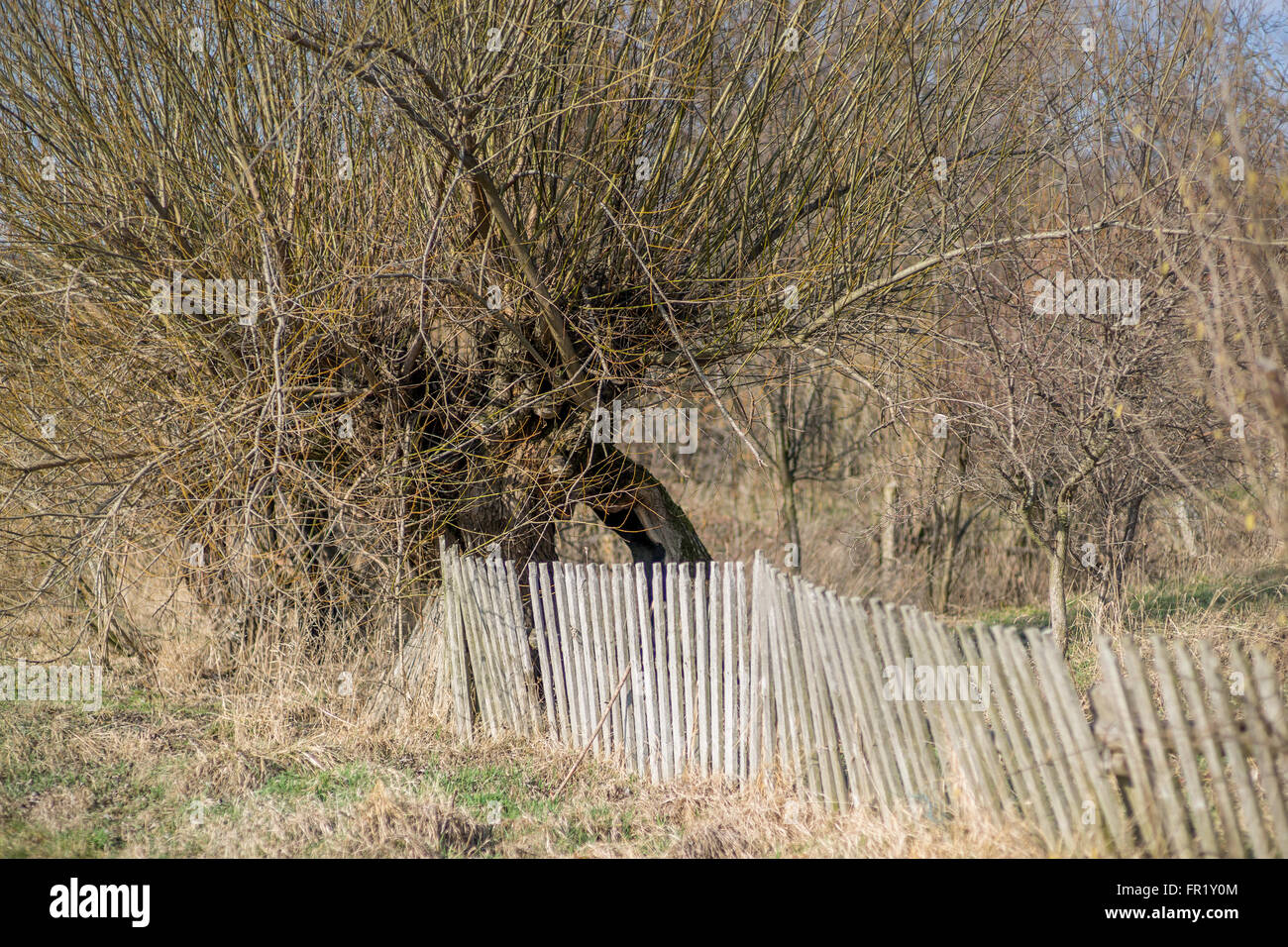 Willow fence hi-res stock photography and images - Alamy