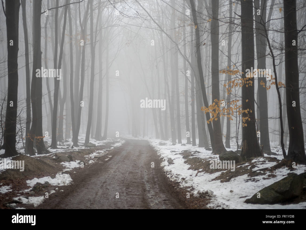 Forest path in the mist at thaw Sleza Mount Landscaped Park Stock Photo ...