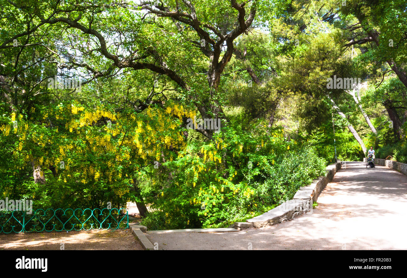 Blooming spring plants in the old Park alleys, Mishor, Crimea Stock ...