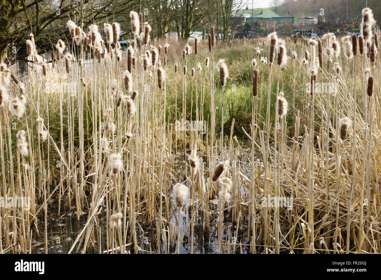 Bulrushes by pond hi-res stock photography and images - Alamy