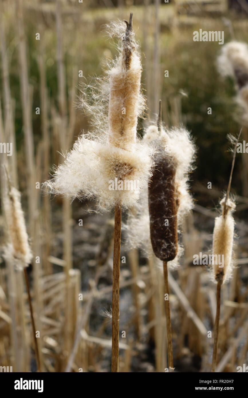 Bulrushes by pond hi-res stock photography and images - Alamy