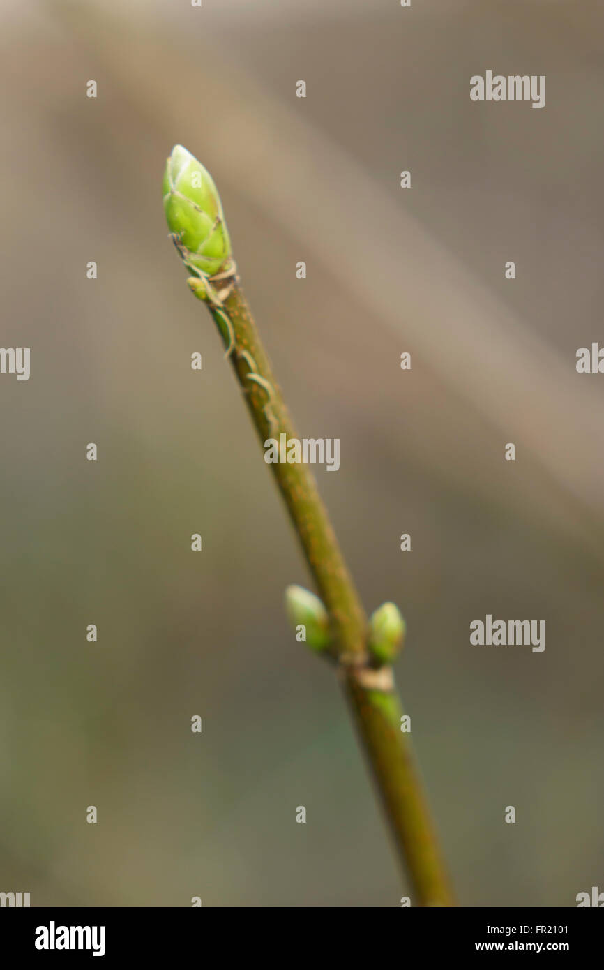 Tree bud hi-res stock photography and images - Alamy