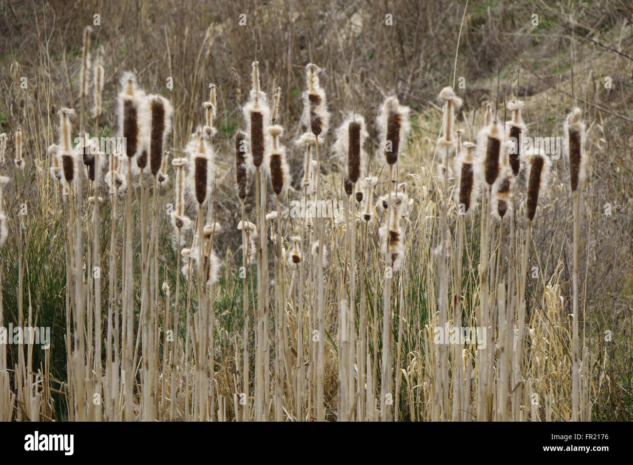Wetland grass hi-res stock photography and images - Alamy