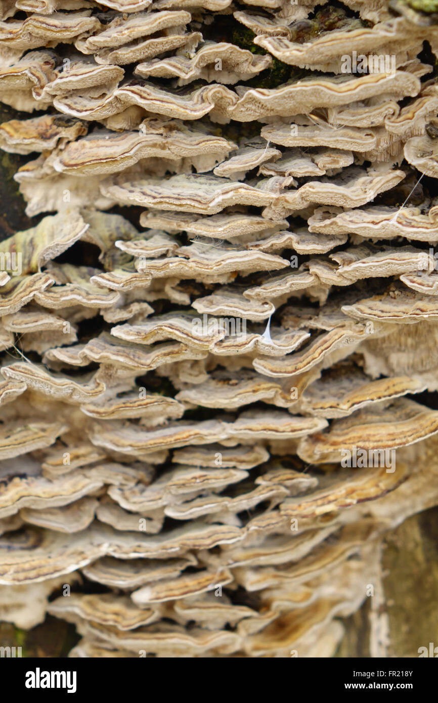 Patch fungi hi-res stock photography and images - Alamy