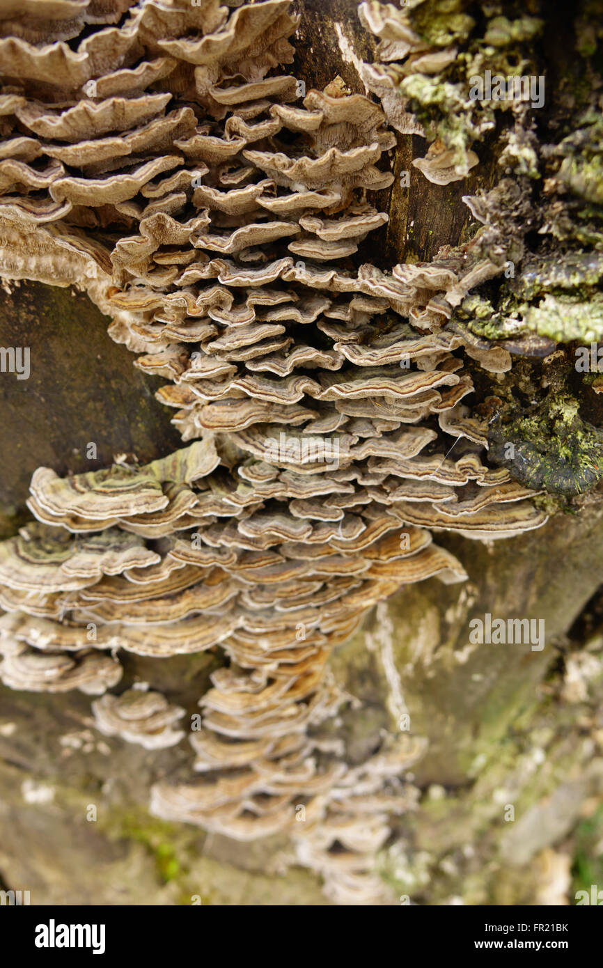 Fungi patch hi-res stock photography and images - Alamy