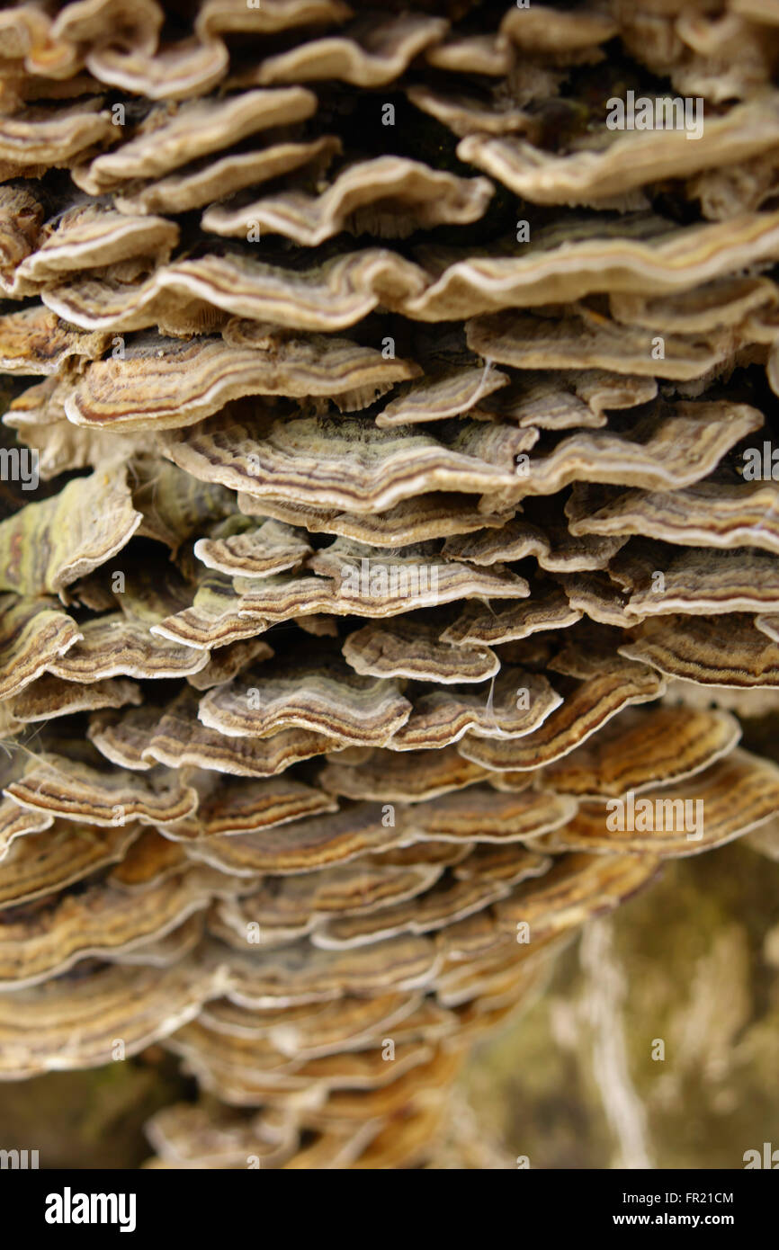 Patch fungi hi-res stock photography and images - Alamy