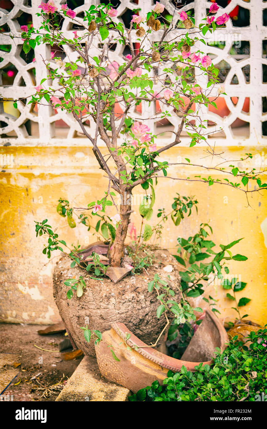 Broken pot with plant hi-res stock photography and images - Alamy