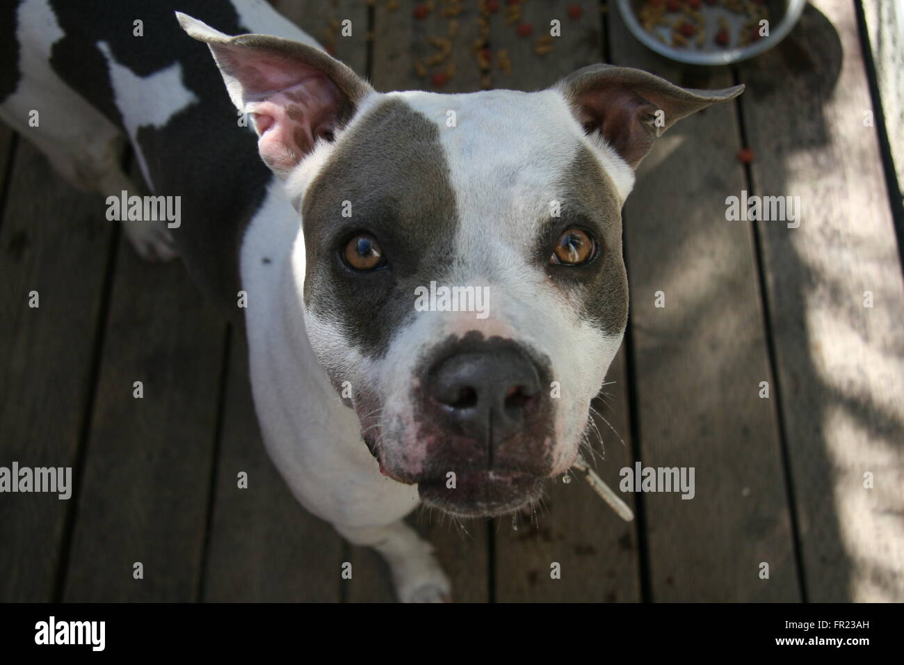 Pitbull hi-res stock photography and images - Alamy