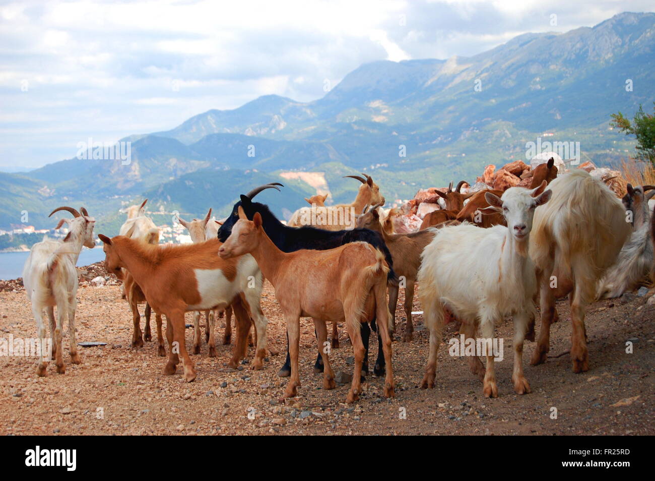 Sea goat hi-res stock photography and images - Alamy