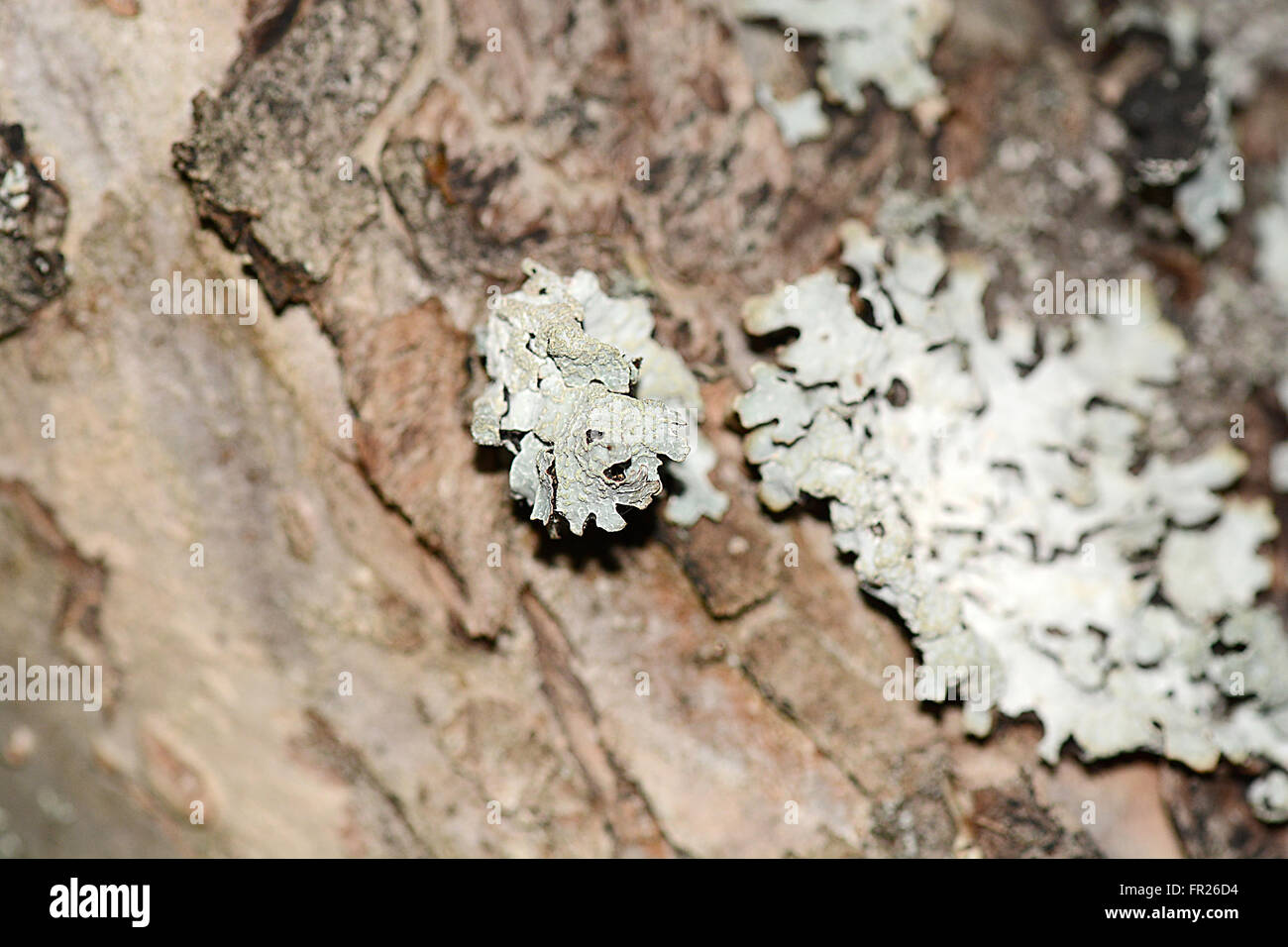Crimean pine tree hi-res stock photography and images - Alamy