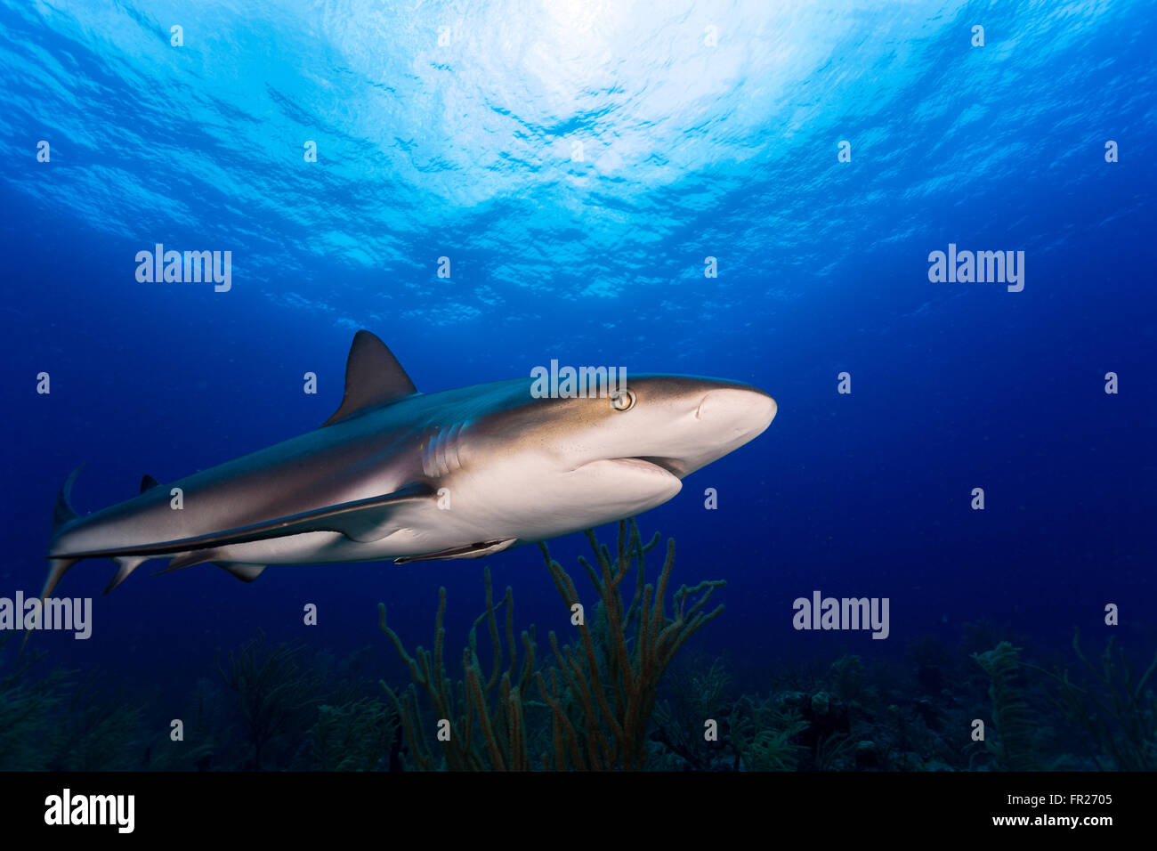 Caribbean reef shark Stock Photo - Alamy
