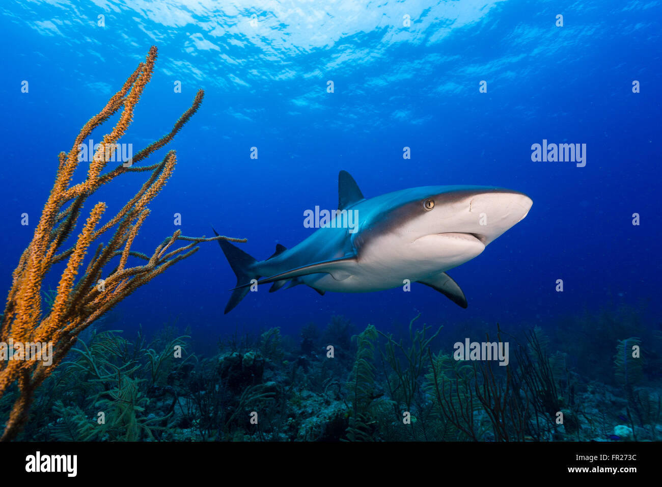 Caribbean reef shark Stock Photo - Alamy