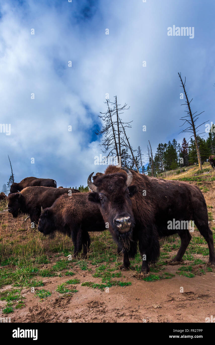 Numerous American Bison / Buffalo in Yellowstone National Park with ...