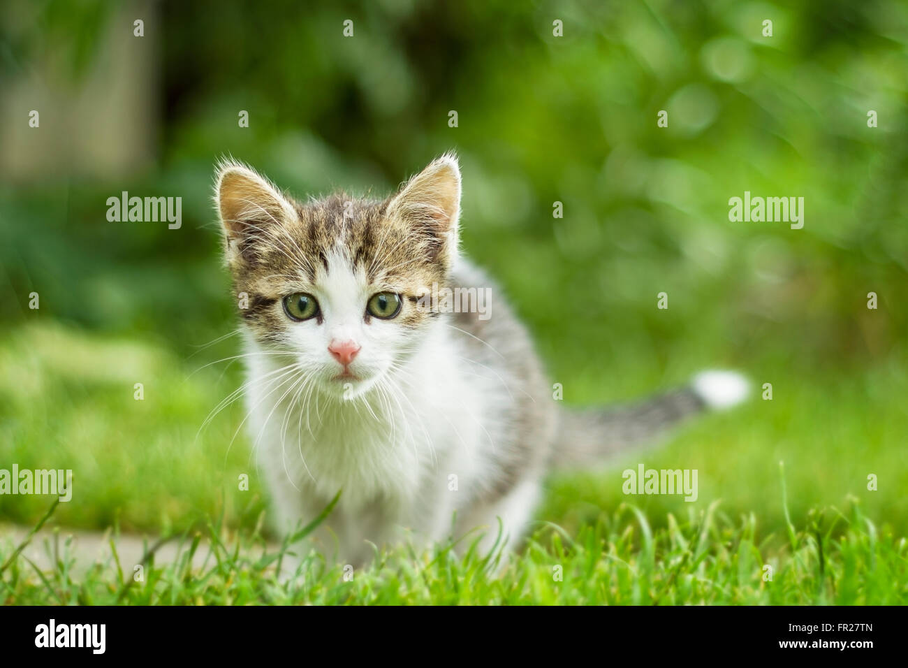 Kitty looking at camera hi-res stock photography and images - Alamy