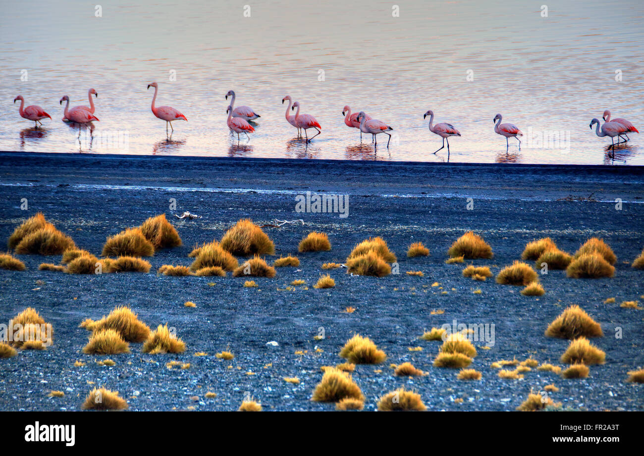 "Laguna Amarga", Torres del Paine National Park, Chile Stock Photo - Alamy