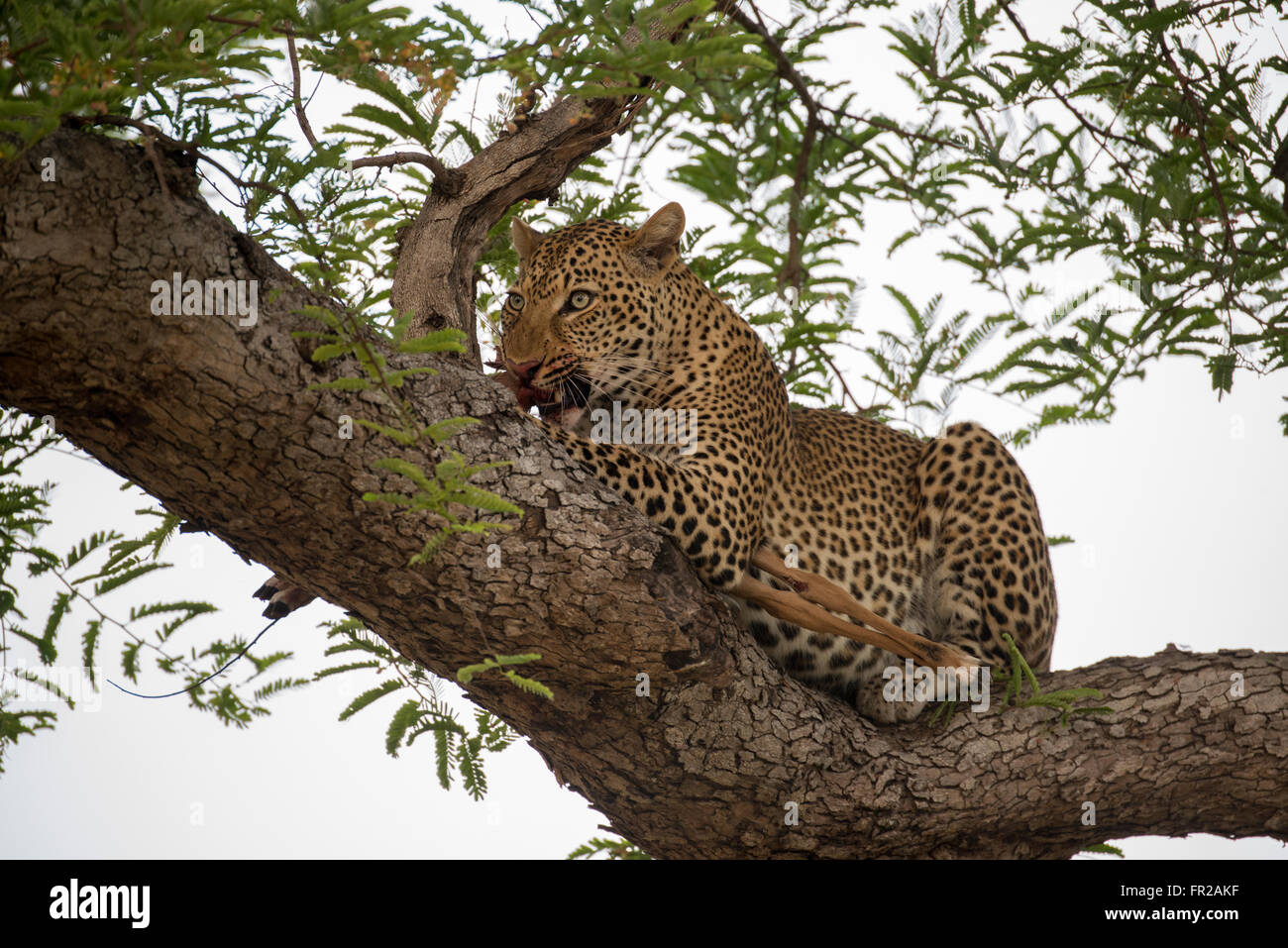 Leopard tree eating hi-res stock photography and images - Alamy