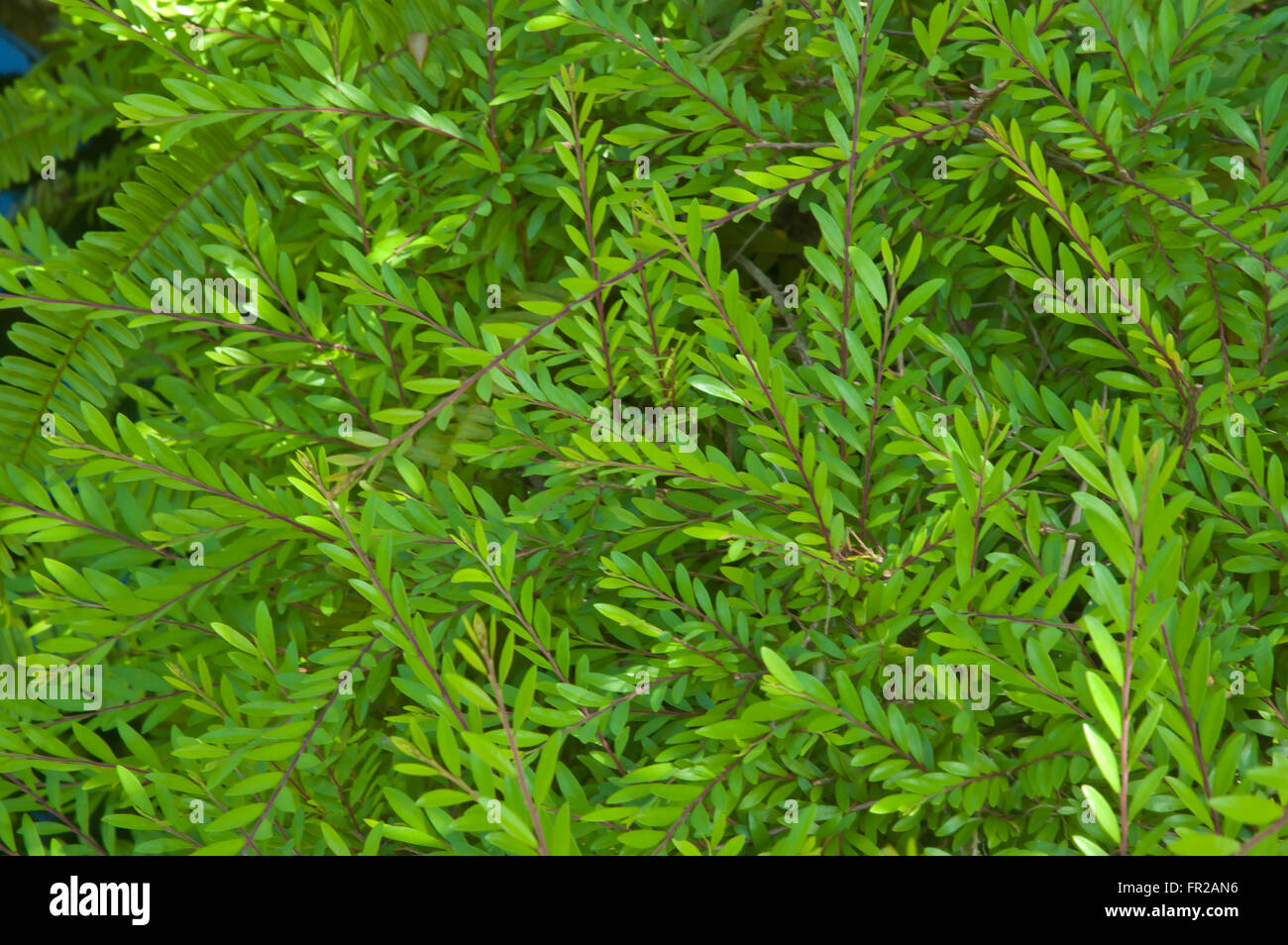 Background small green leaves Stock Photo - Alamy