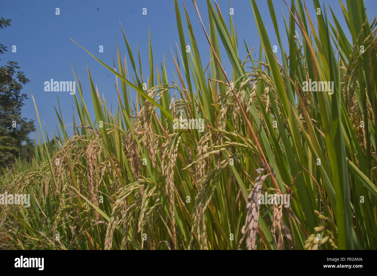 Rice fields in Thailand Stock Photo - Alamy