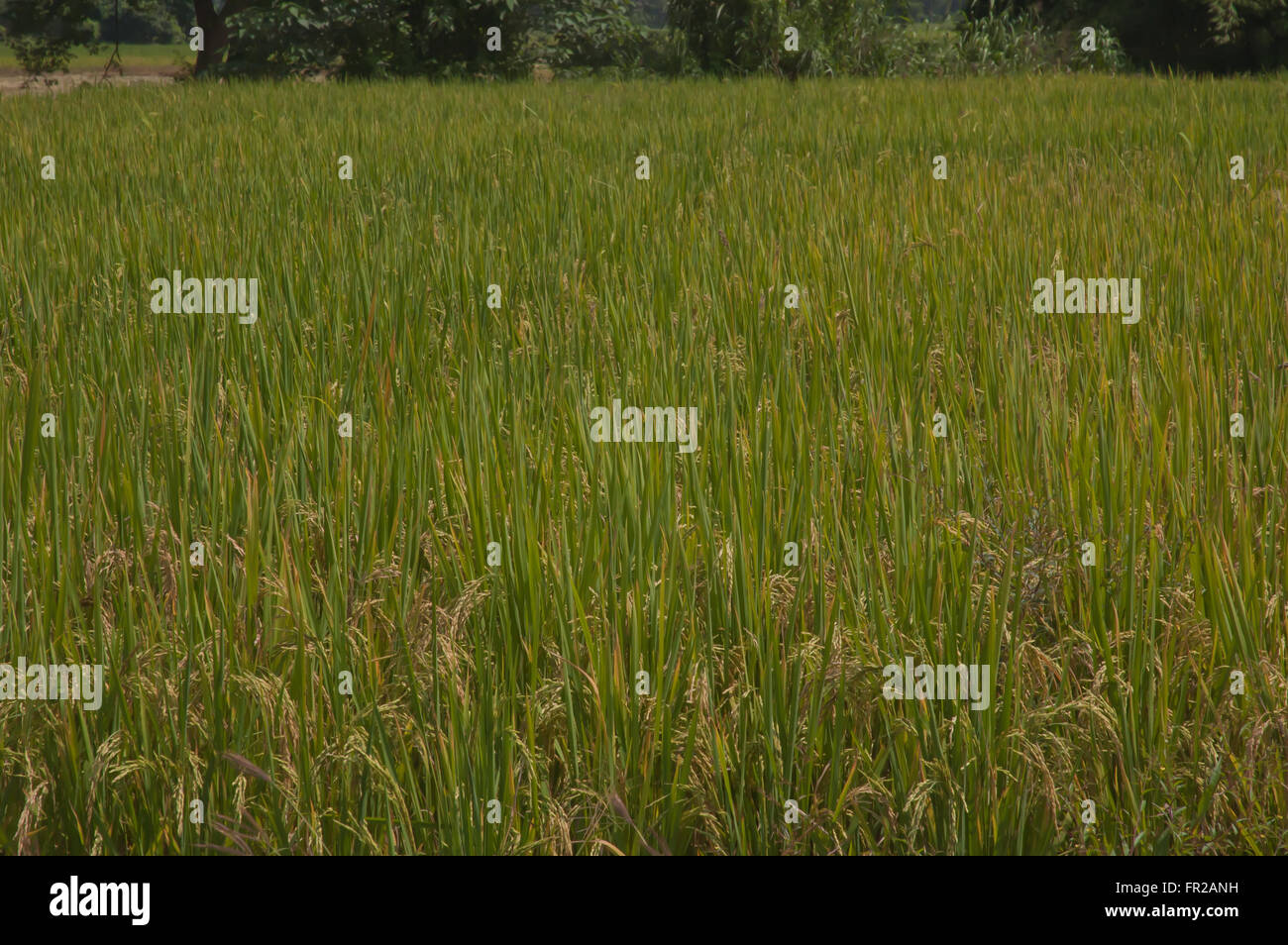 Rice fields in Thailand Stock Photo - Alamy