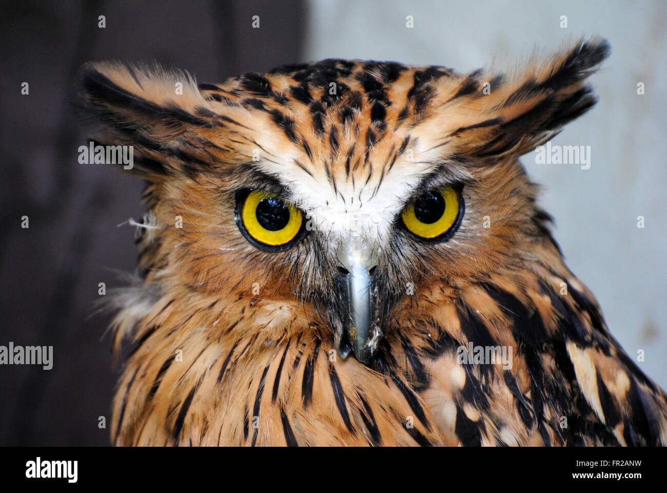 Buffy fish owl (Bubo ketupu Stock Photo - Alamy