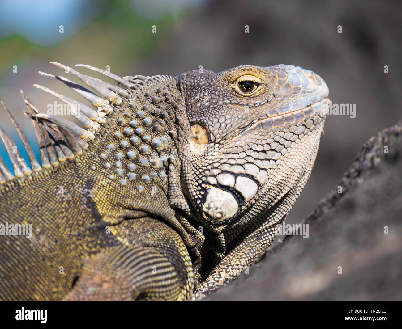 Observant animal High Resolution Stock Photography and Images - Alamy