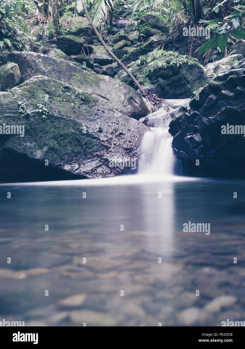 El yunque rain forest hi-res stock photography and images - Alamy