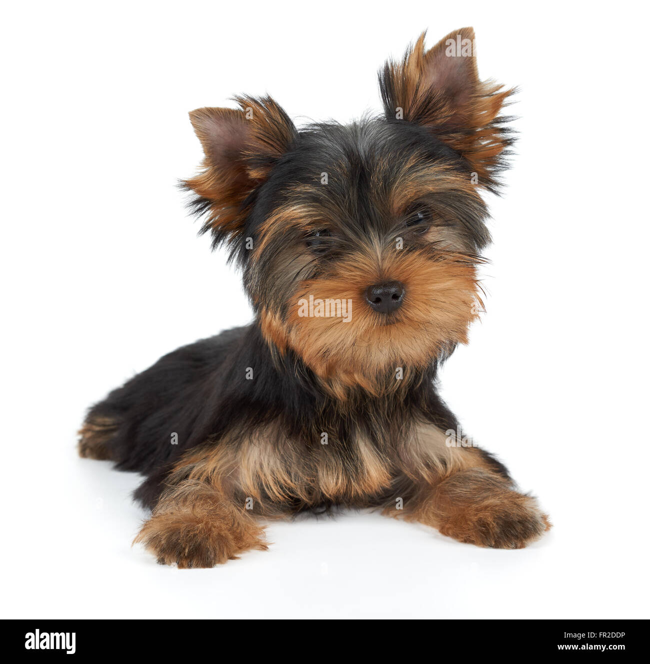 Tilted head yorkie hi-res stock photography and images - Alamy