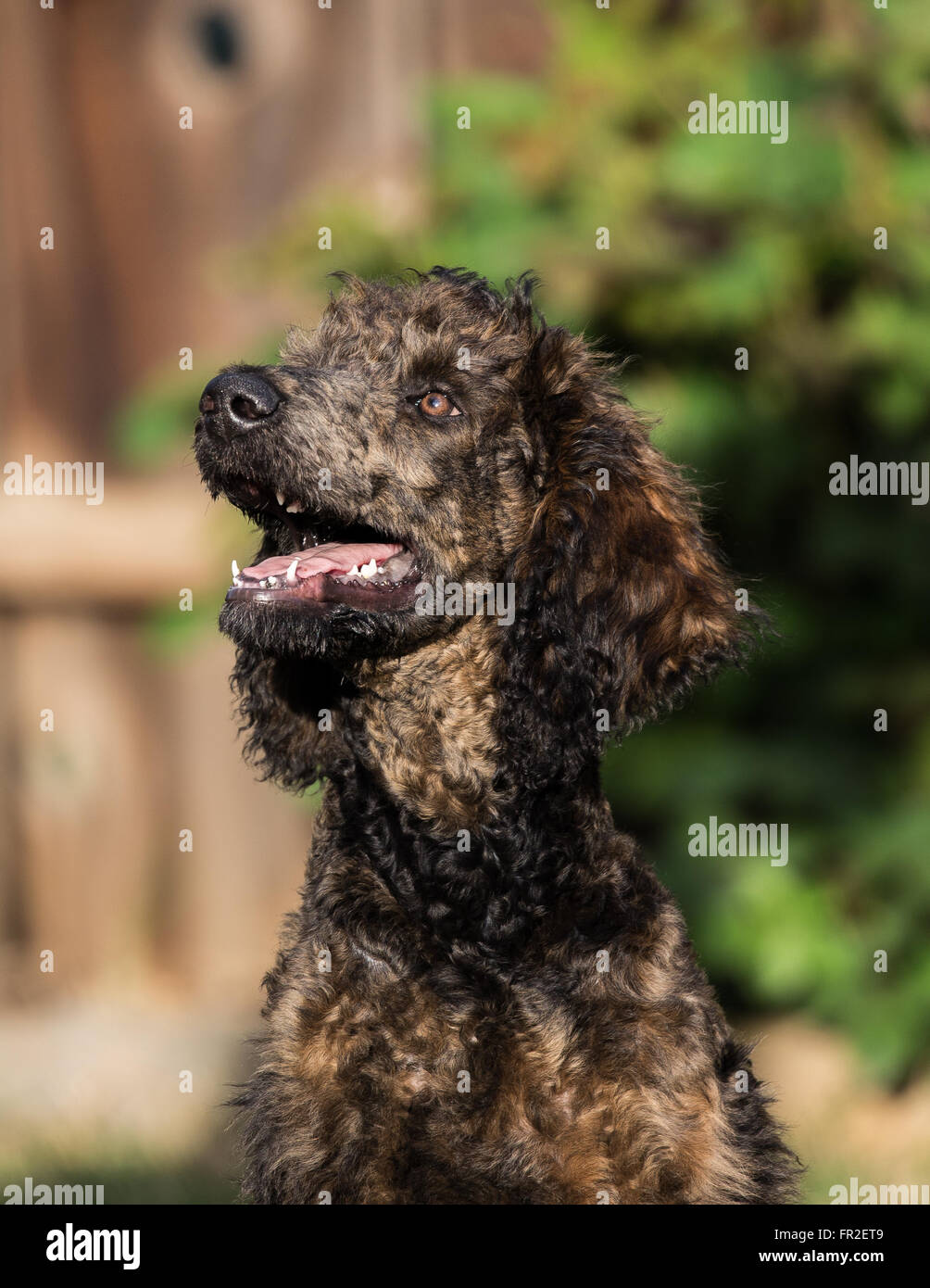 American standard poodle hi-res stock photography and images - Alamy