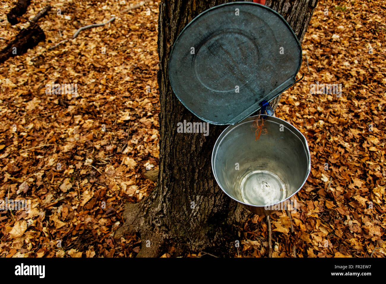 Collecting maple sap produce syrup hi-res stock photography and images ...