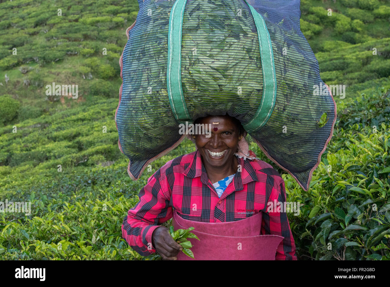 Tea Estate Female Worker Carrying Bag Of Tea Leaves, Western Ghats ...