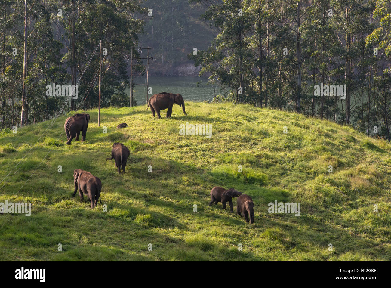 Elephants Grazing, Western Ghats Stock Photo - Alamy