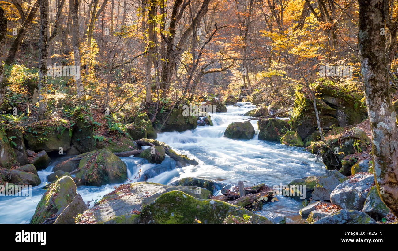The Mysterious Oirase Stream flowing through the autumn forest in ...