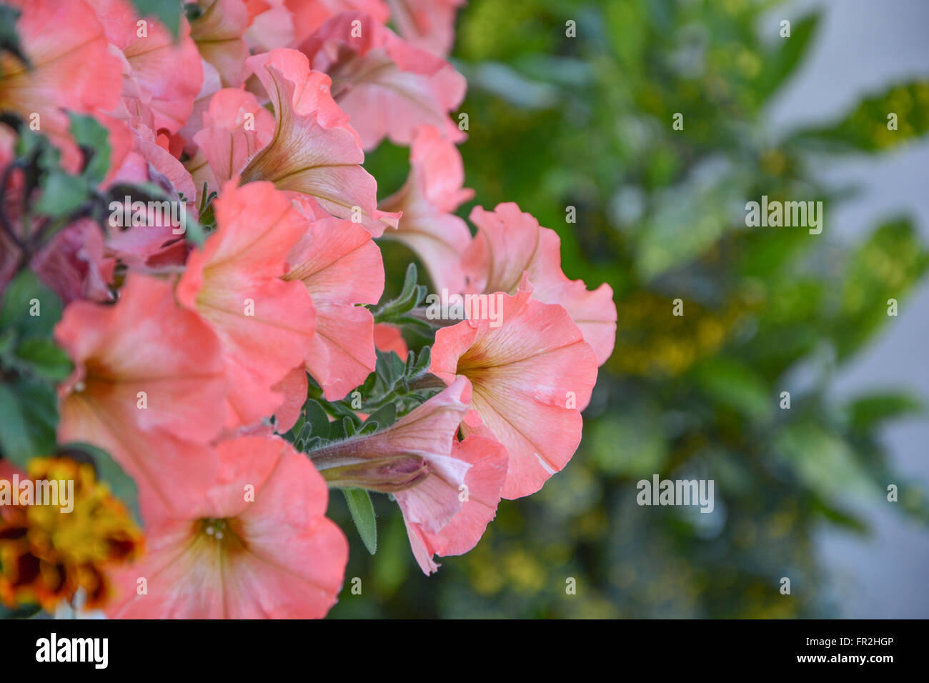 Rosy pink flowers hi-res stock photography and images - Alamy