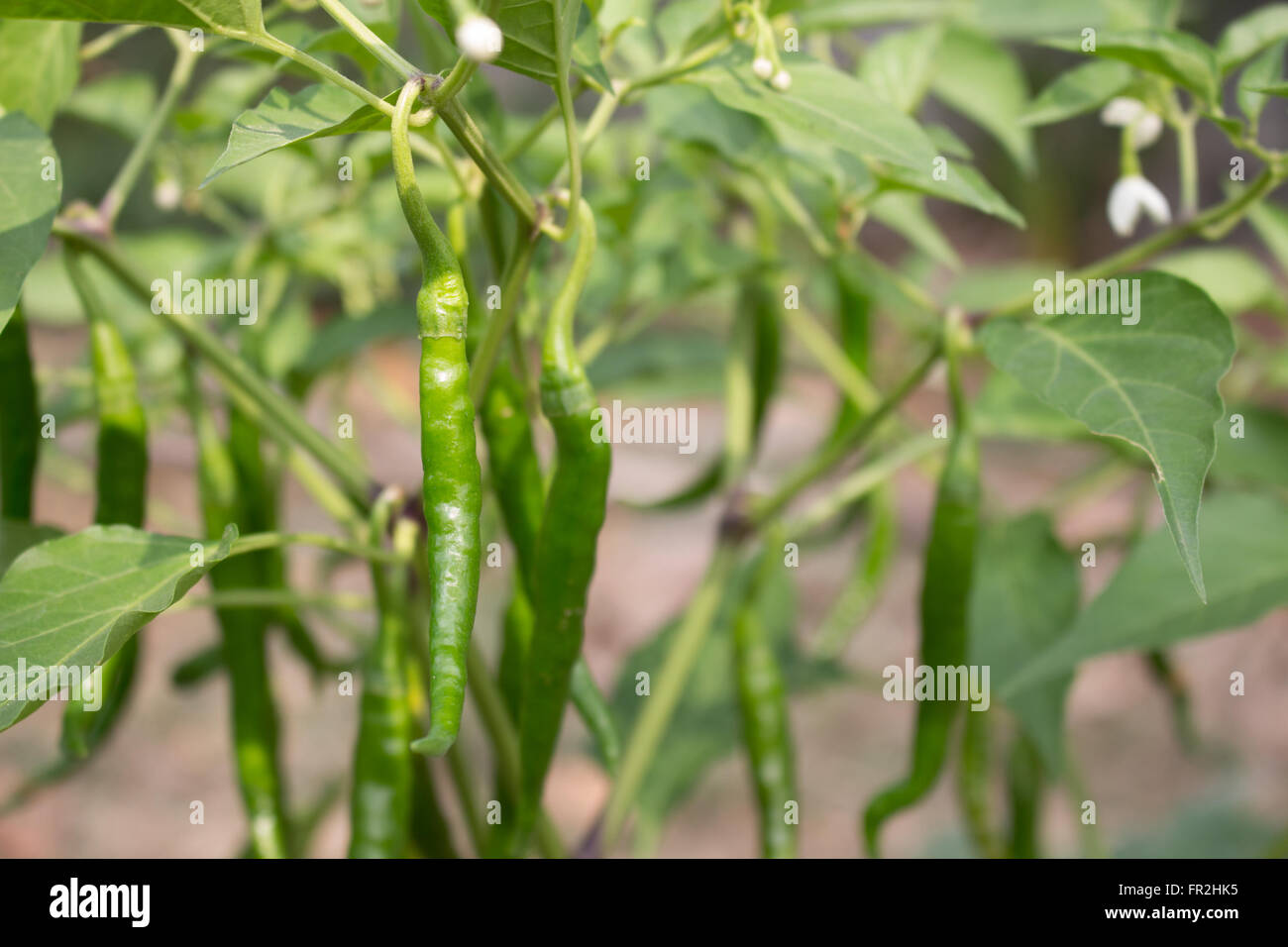 Chilli plantation hi-res stock photography and images - Alamy