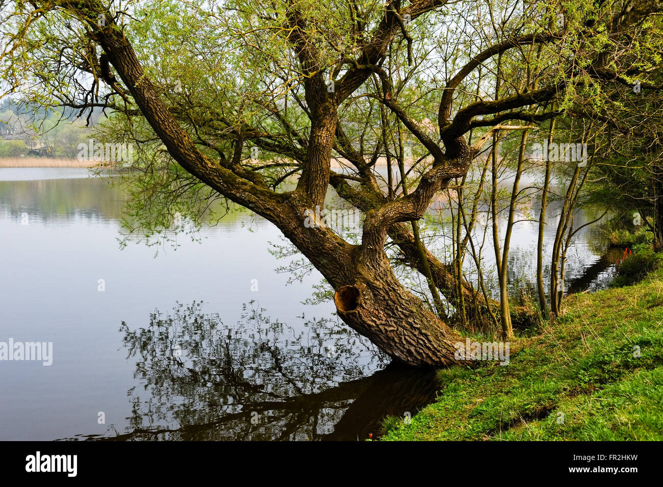 Tree on riverbank Stock Photo - Alamy