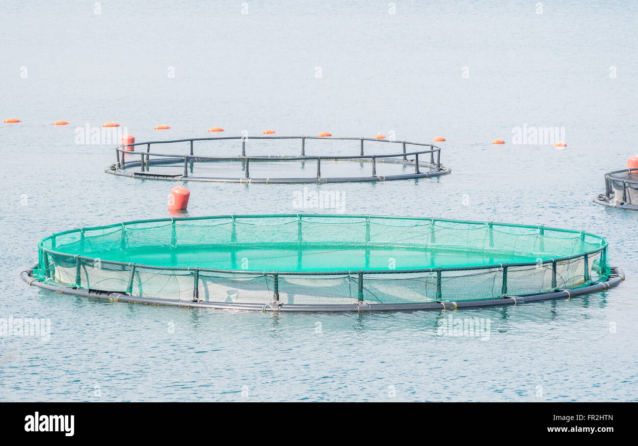Cages for fish farming Stock Photo - Alamy