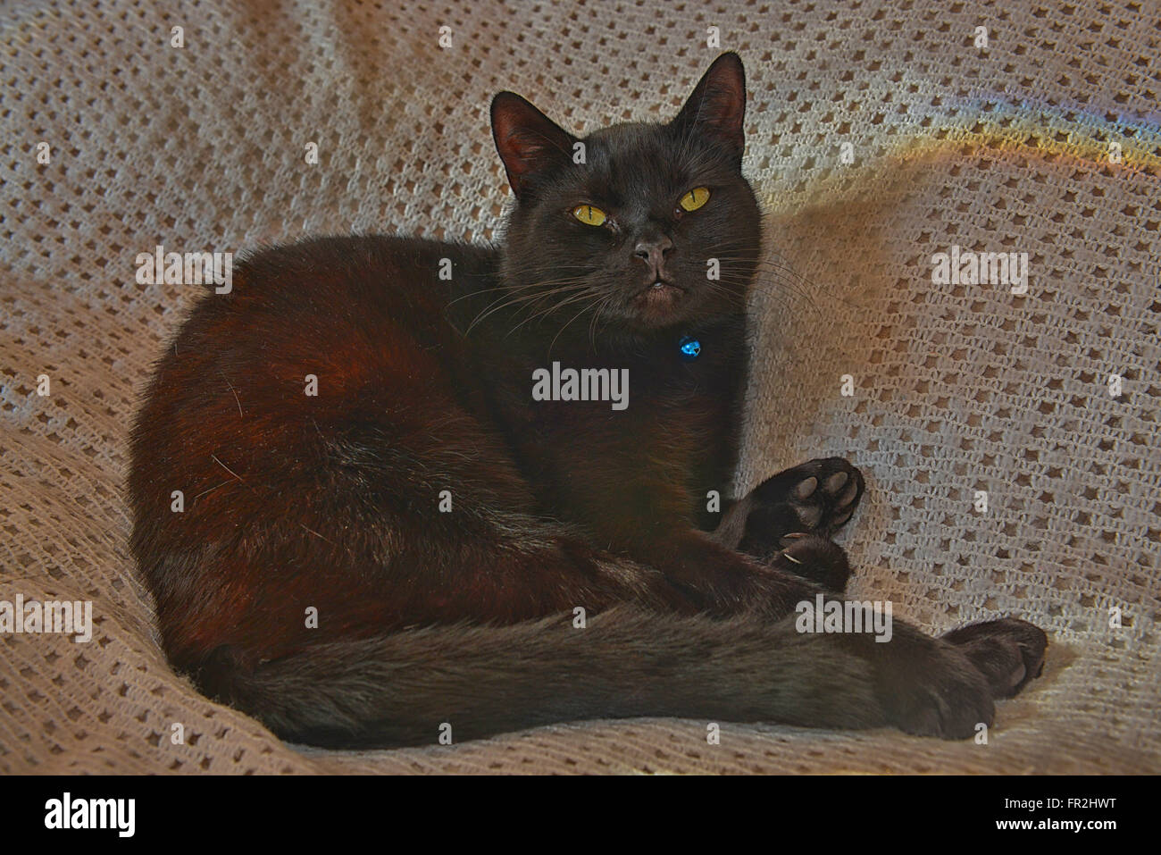 Charlie the cat hi-res stock photography and images - Alamy