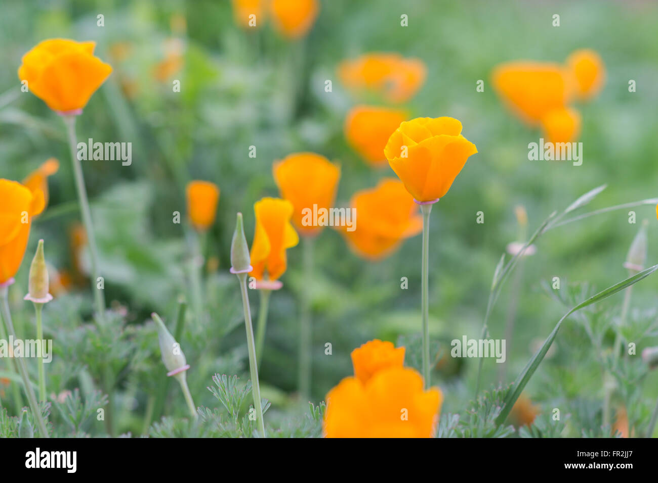 Yellow-orange flowers in garden Stock Photo - Alamy