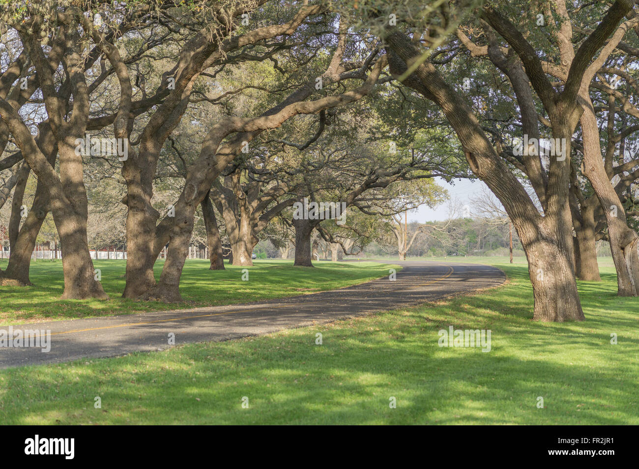Road with trees alongside Stock Photo - Alamy