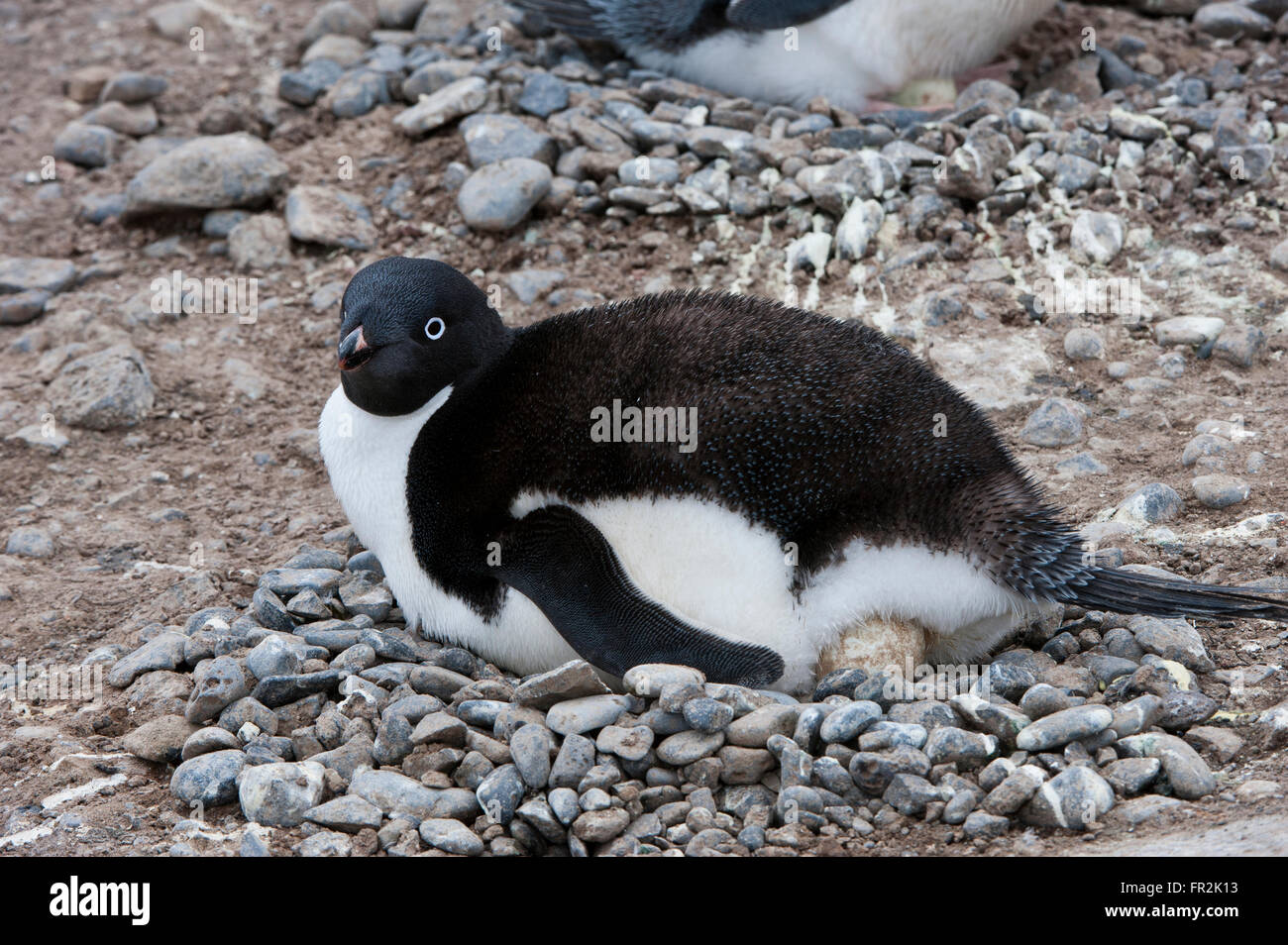 Nesting Adelie Penguin (Pygoscelis adeliae), Brown Bluff, Peninsula ...