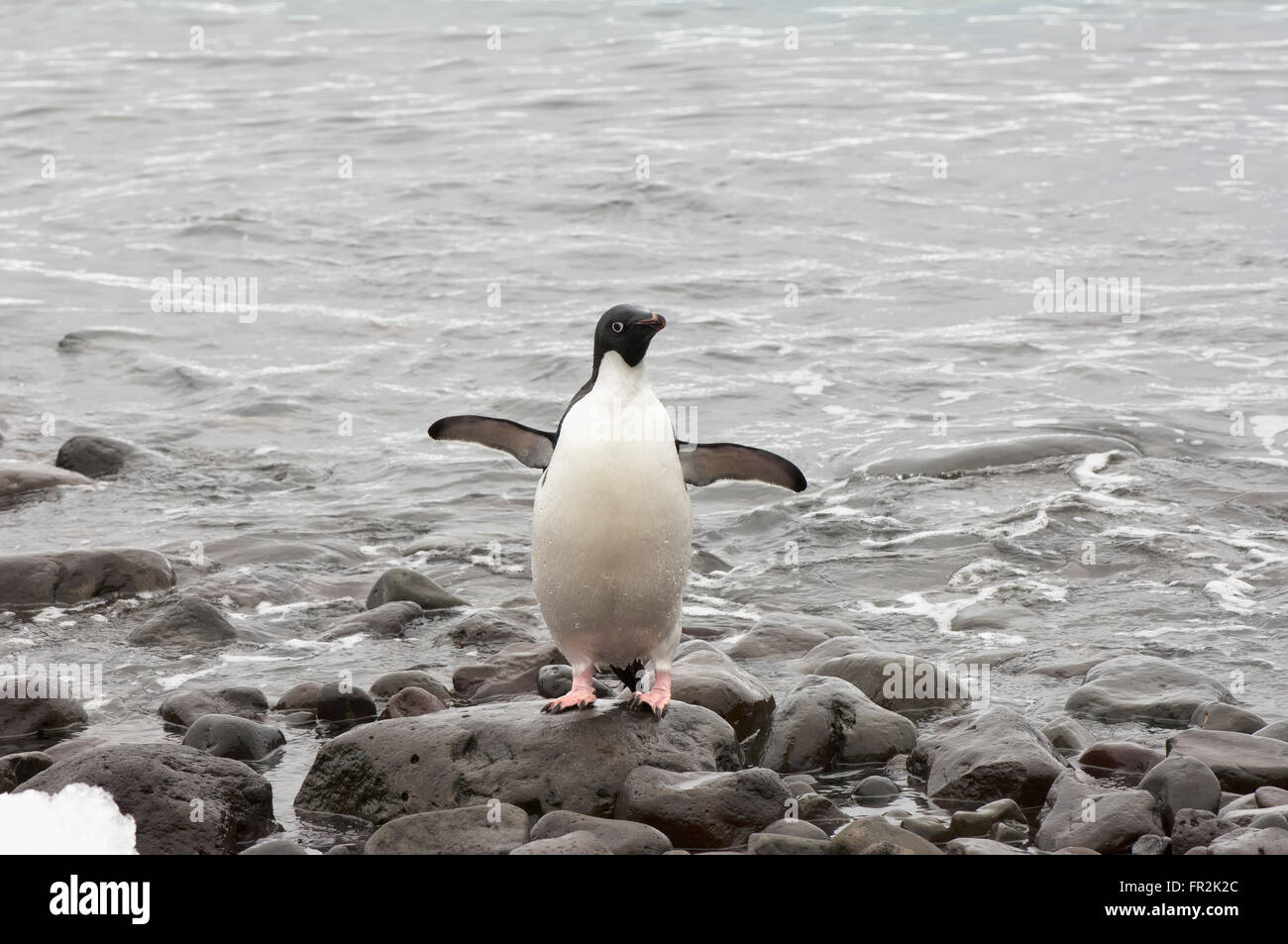Adelie Penguin (Pygoscelis adeliae), Paulet Island, Erebus and Terror ...
