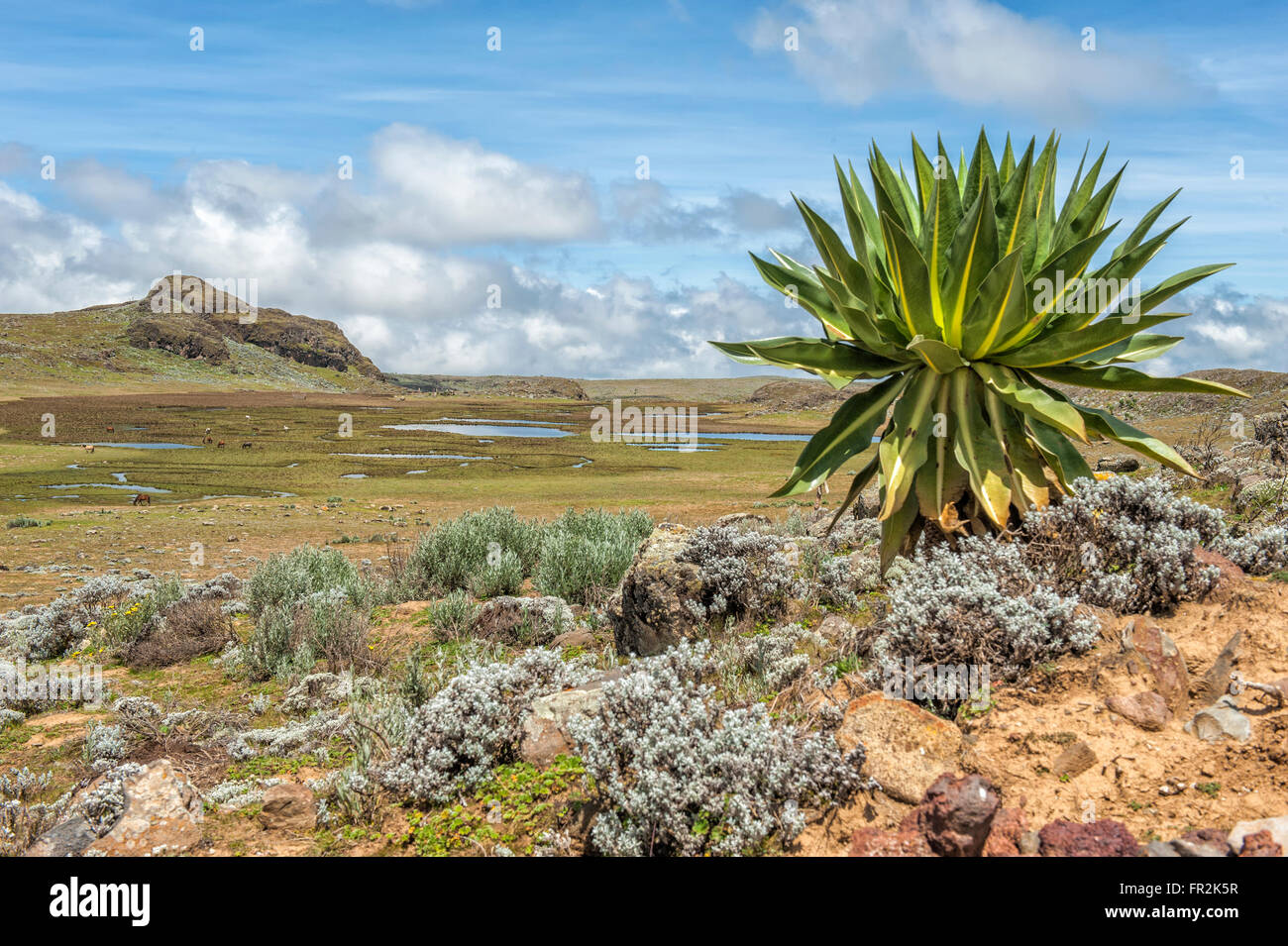 Bale mountains national park, Giant lobelia (Lobelia rhynchopetalum ...