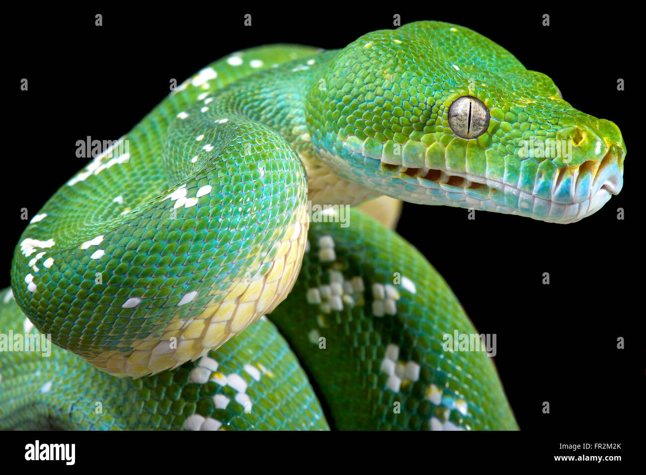 Green tree python head hi-res stock photography and images - Alamy Green tree python head hi-res stock photography and images - Alamy
