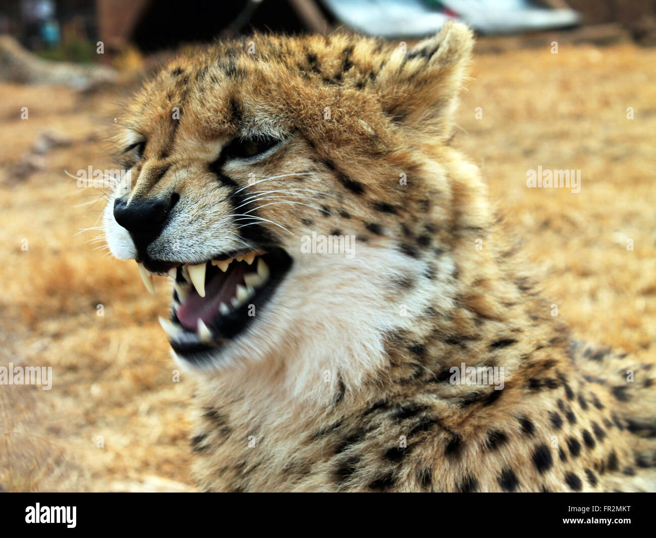Canon 550d hi-res stock photography and images - Alamy