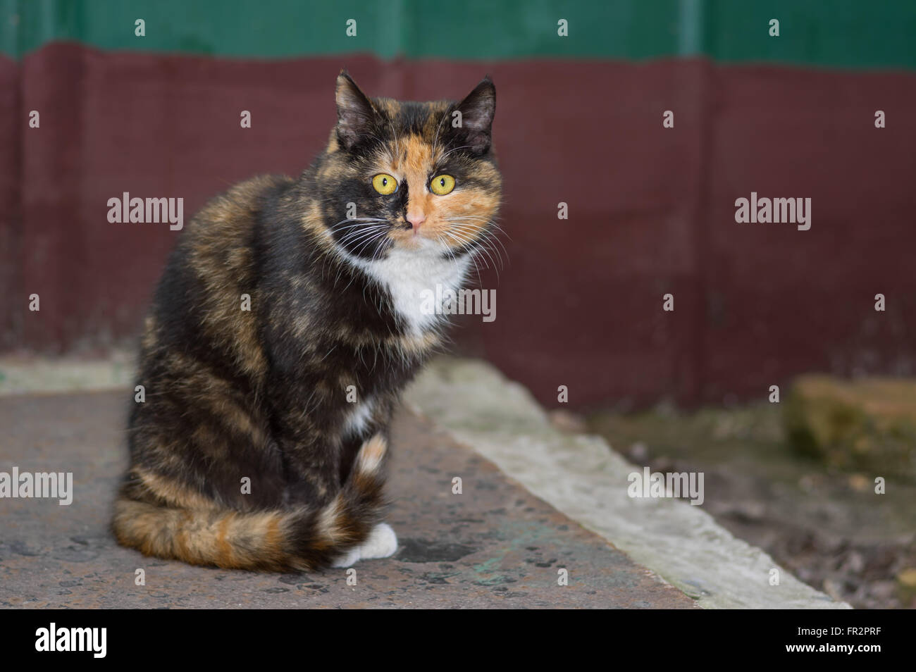 City cat hi-res stock photography and images - Alamy